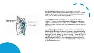 Sistema venoso vascular de los miembros s | PDF