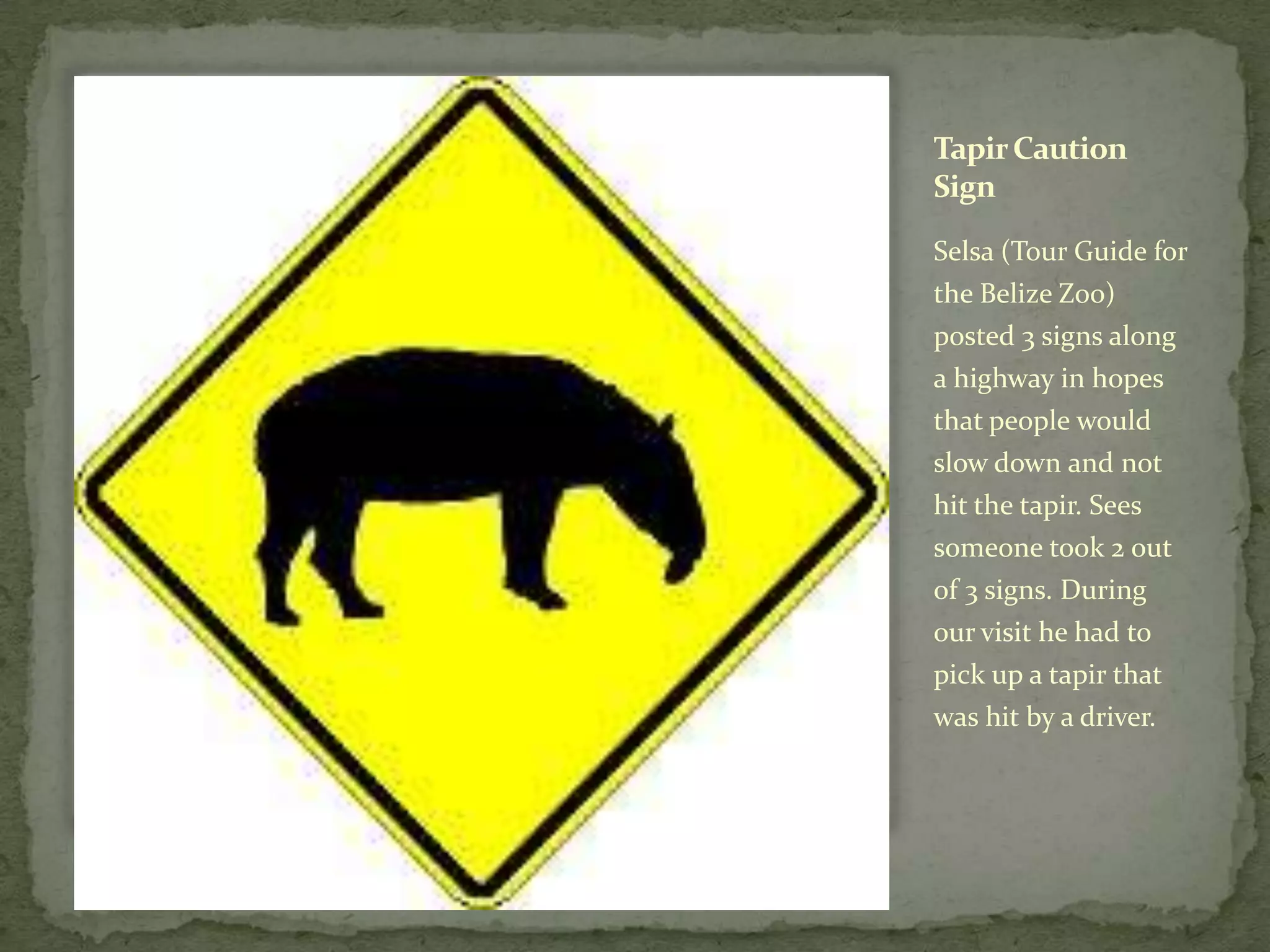 Belize zoo final | PPTX