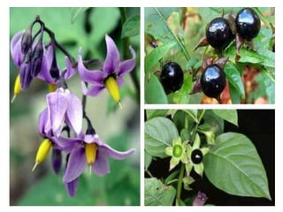 Belladona poisoning | PPTX