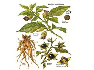 Belladona poisoning | PPTX