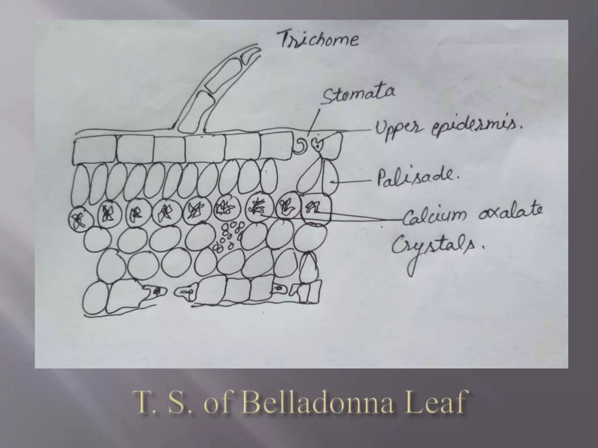 Pharmacognostic study of Belladonna or Belladonna herb | PPTX