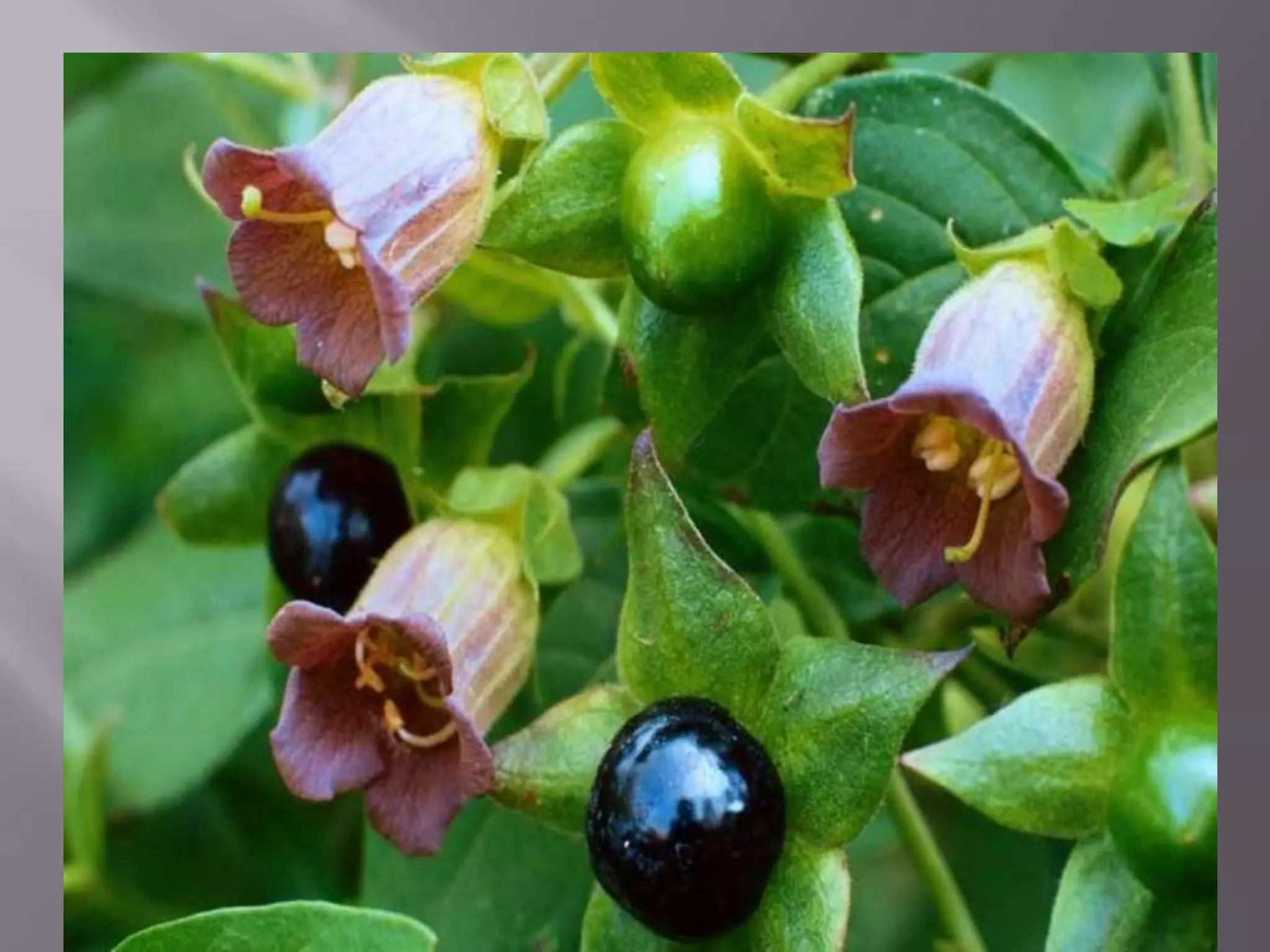 Pharmacognostic study of Belladonna or Belladonna herb | PPTX
