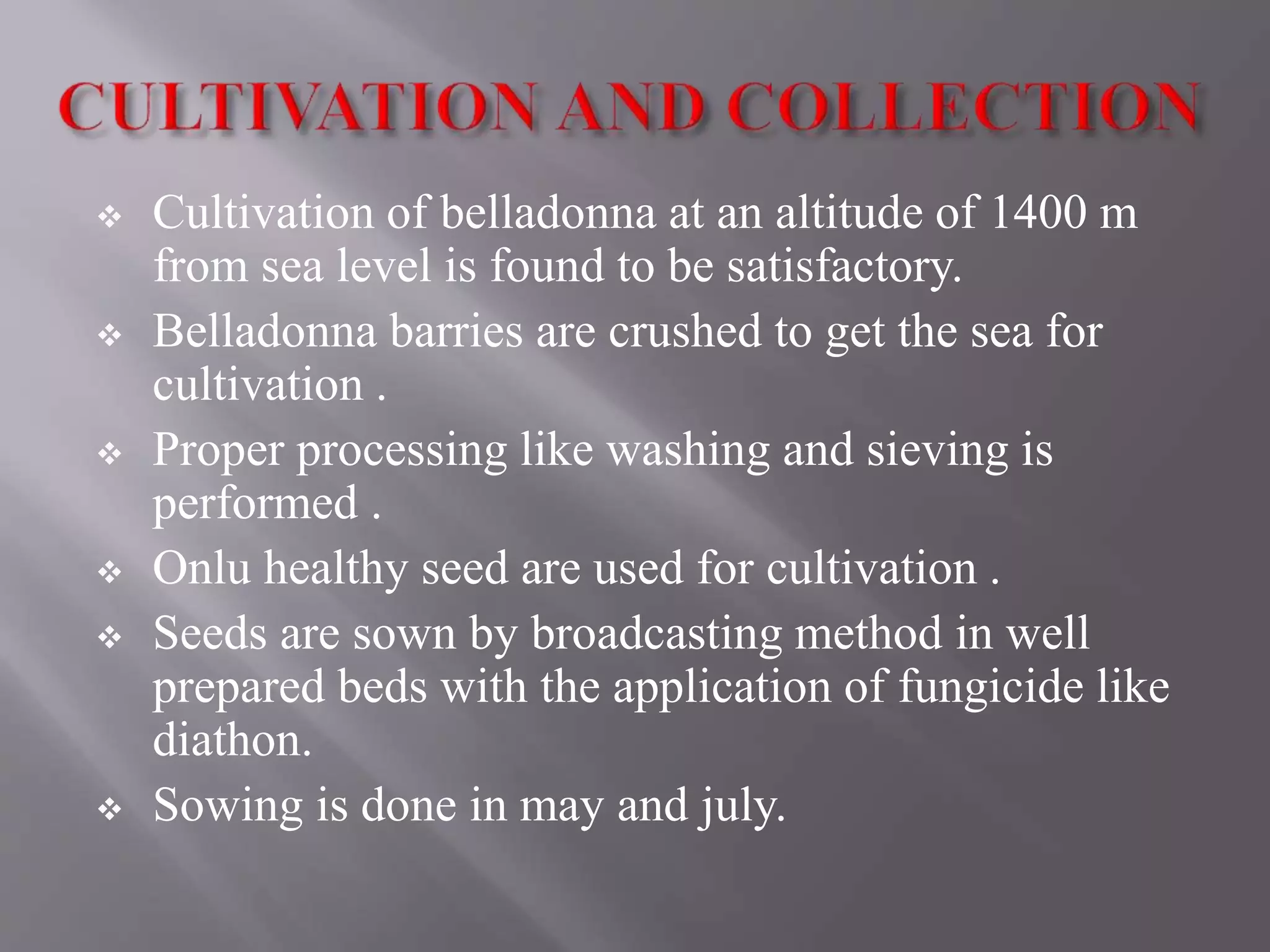 Pharmacognostic study of Belladonna or Belladonna herb | PPTX