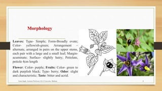 Belladonna: biological source, morphology, microscopy | PPTX