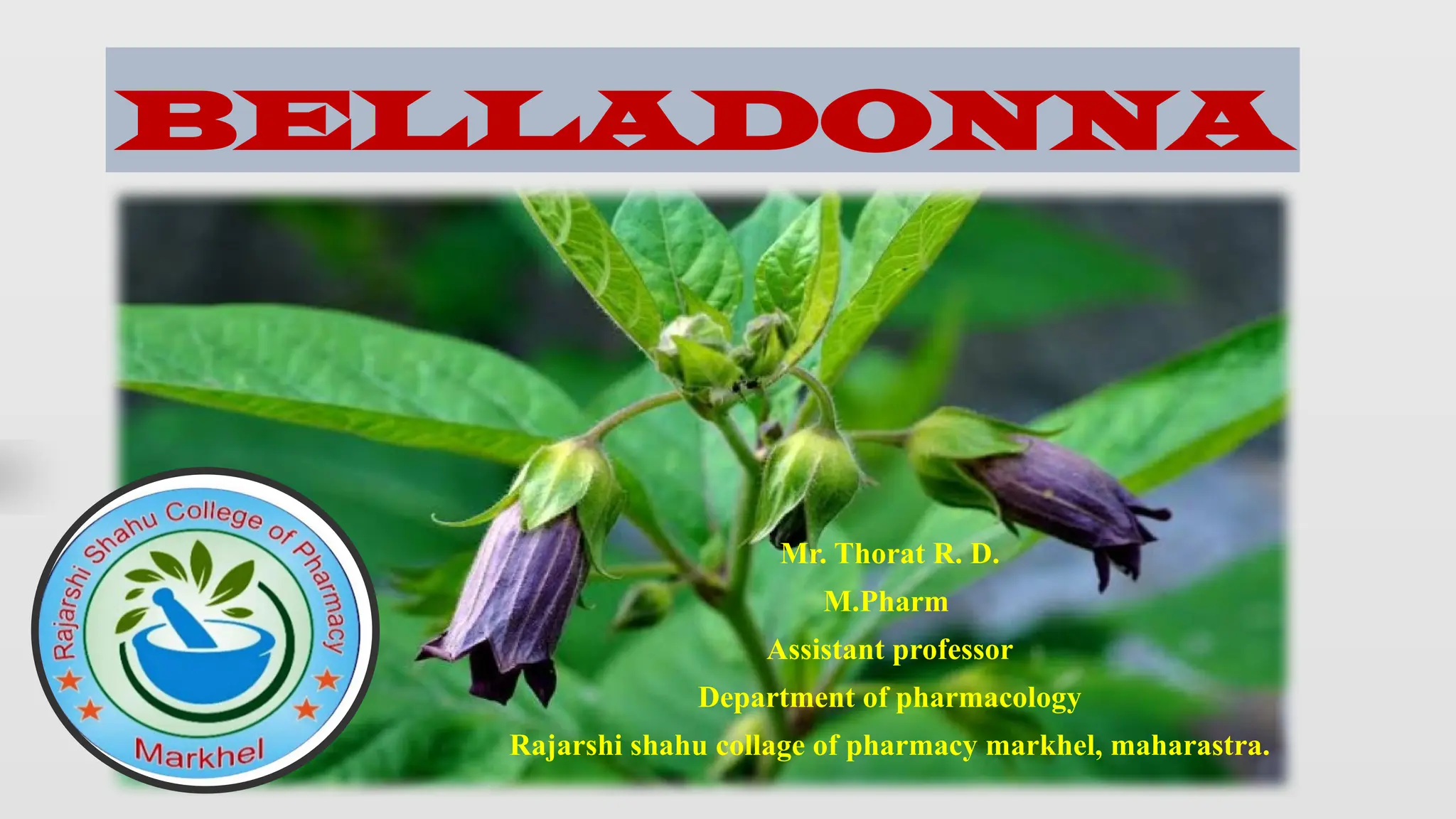 BELLADONNA Plant Bachelors of Pharmacy pharmacognosy -II | PPTX