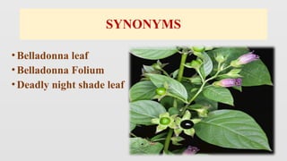 BELLADONNA Plant Bachelors of Pharmacy pharmacognosy -II | PPTX