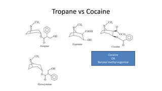 detailed Pharmacognosy of belladonna 5th sem.ppt