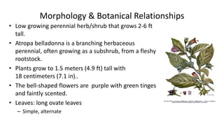 detailed Pharmacognosy of belladonna 5th sem.ppt
