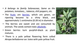 detailed Pharmacognosy of belladonna 5th sem.ppt