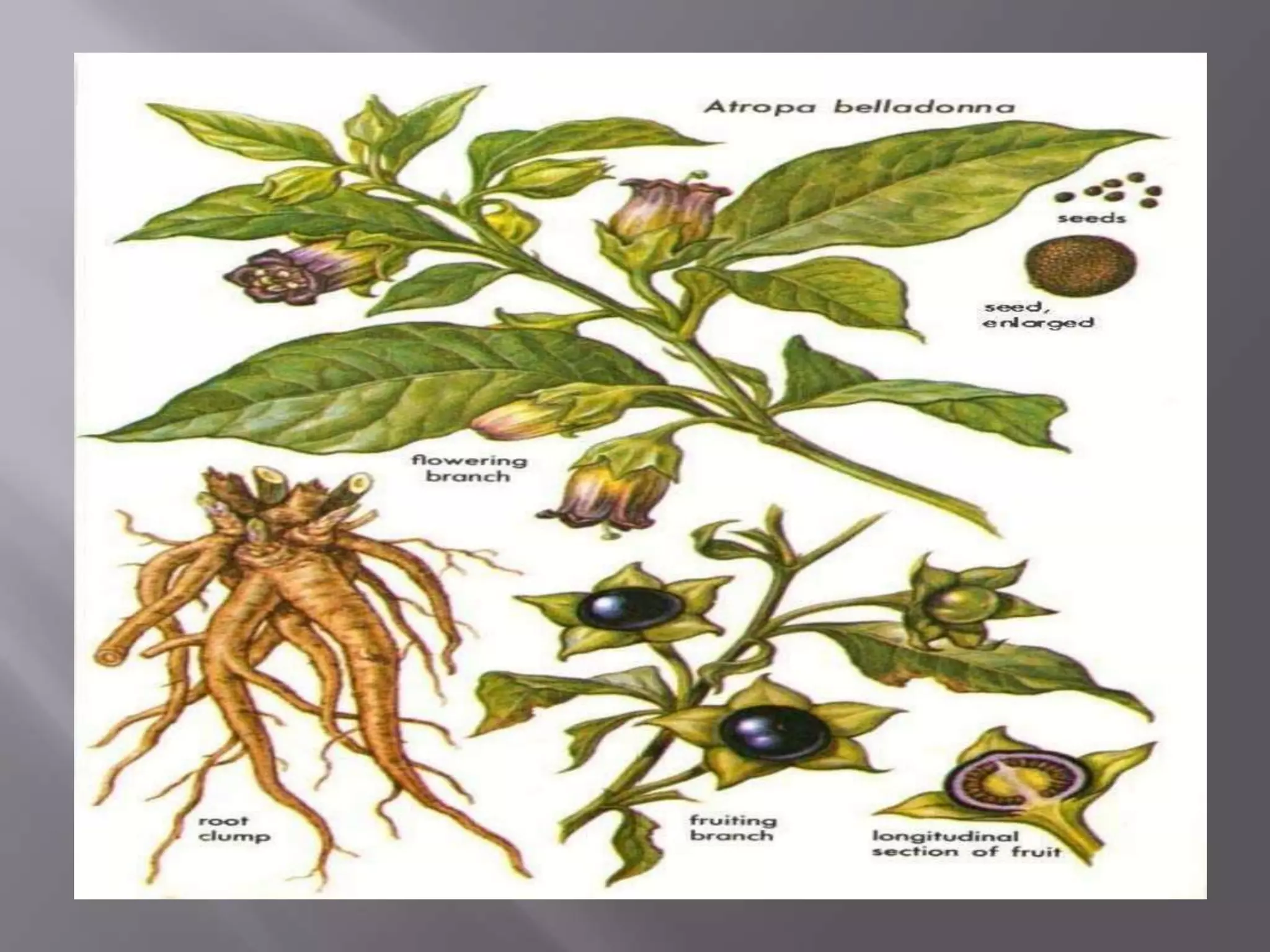 Belladonna herb | PPTX | Brain and Nervous System Disorders | Diseases ...
