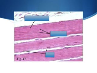 Bell ringer slideshow | PPTX