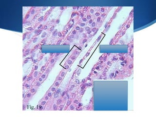 Bell ringer slideshow | PPTX