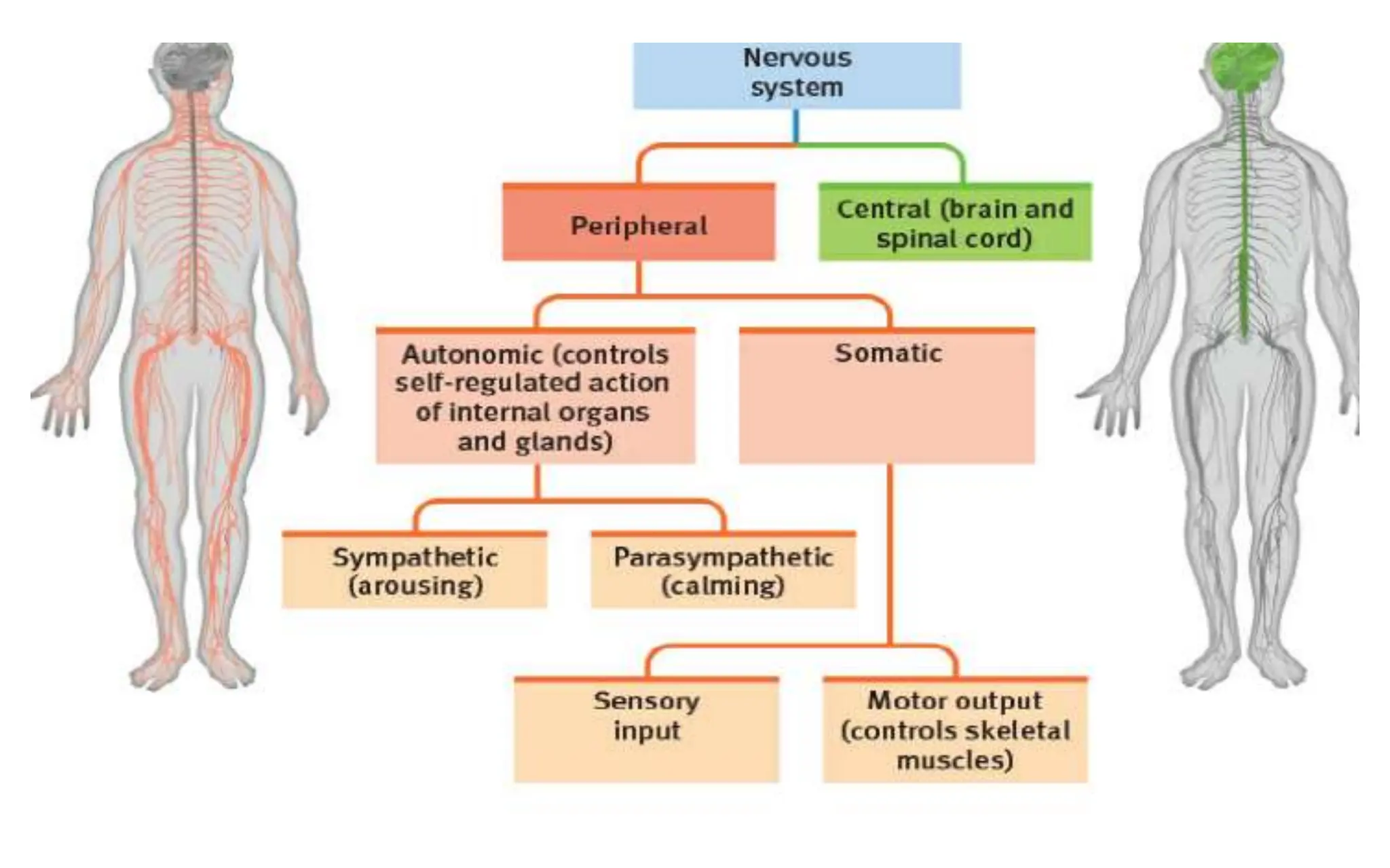 Bell’s Palsey.pptx