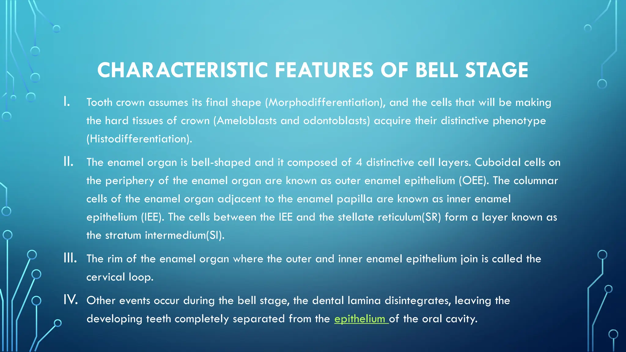 Bell stage the last stage of tooth bud formation | PPTX