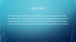 Bell stage the last stage of tooth bud formation | PPTX
