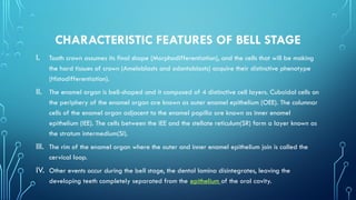 Bell stage the last stage of tooth bud formation | PPTX