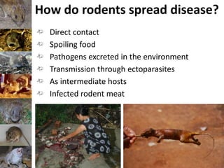 Can human incidence of leptospirosis be reduced through implementing ...