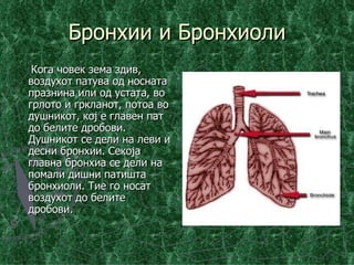 Belodroben sistem | PPT