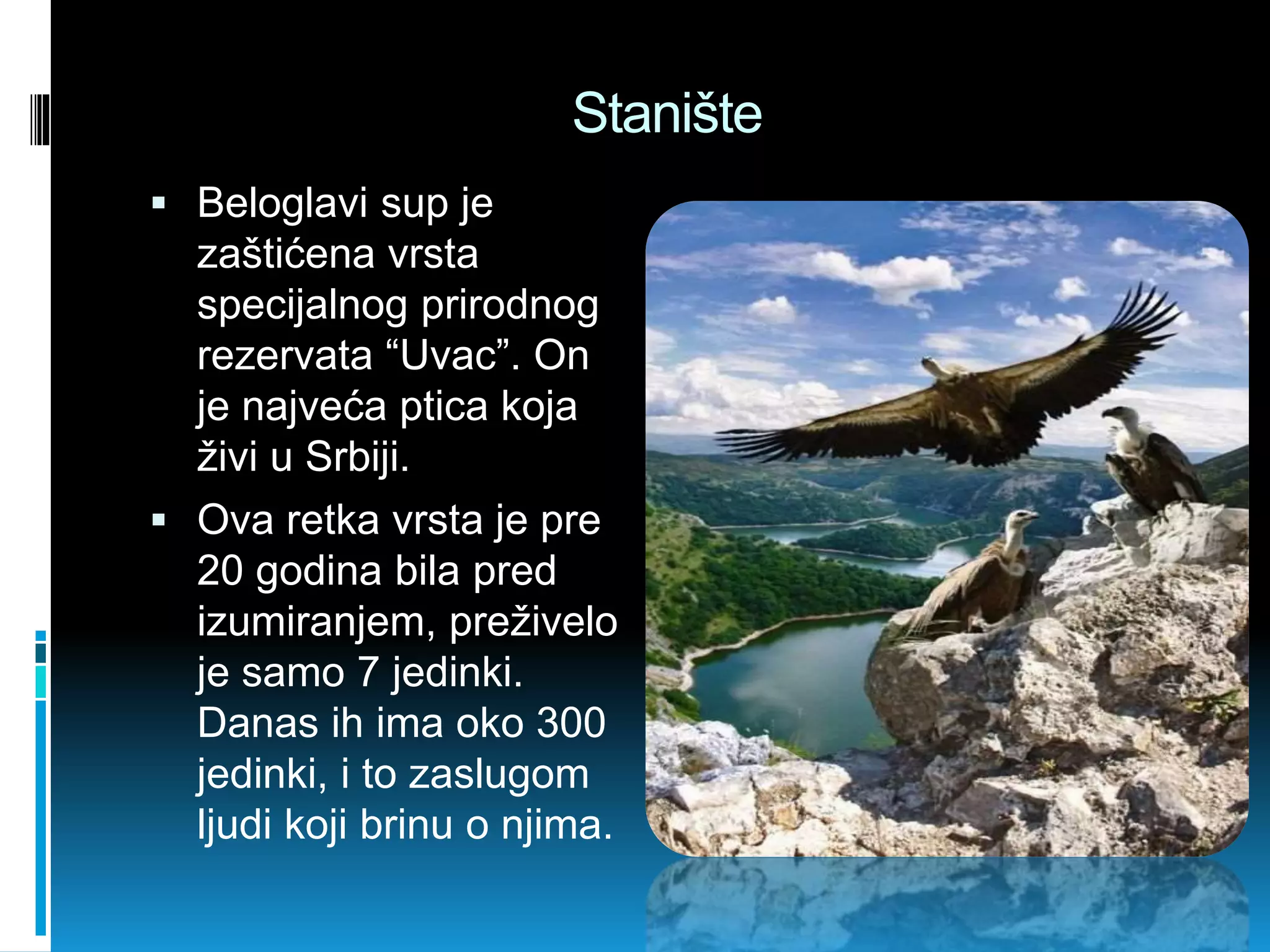 Beloglavi sup, Marija Sofranić | PPSX