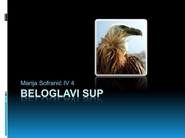 Beloglavi sup, Marija Sofranić | PPSX