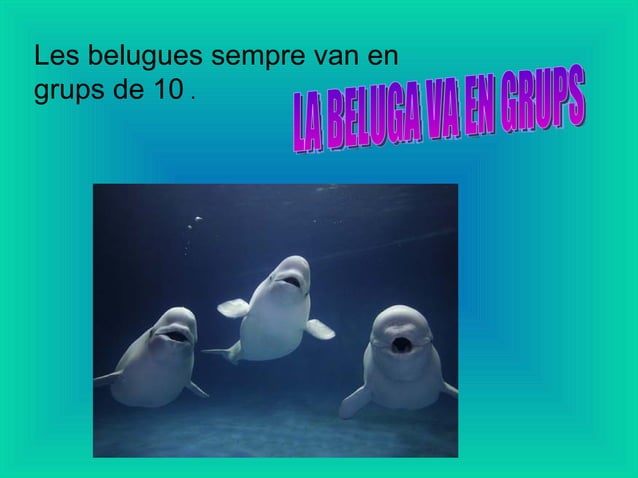 Beluga | PPT
