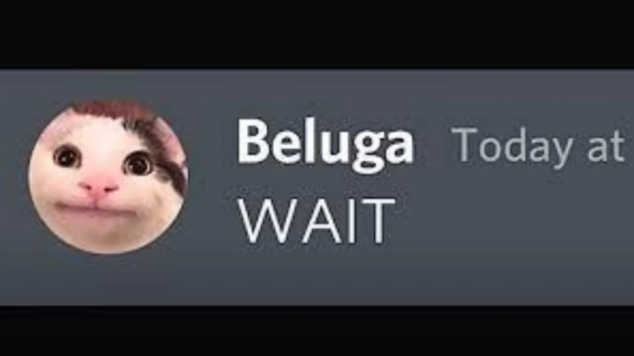 BELUGA slideshow funny and cool make you laugh | PDF