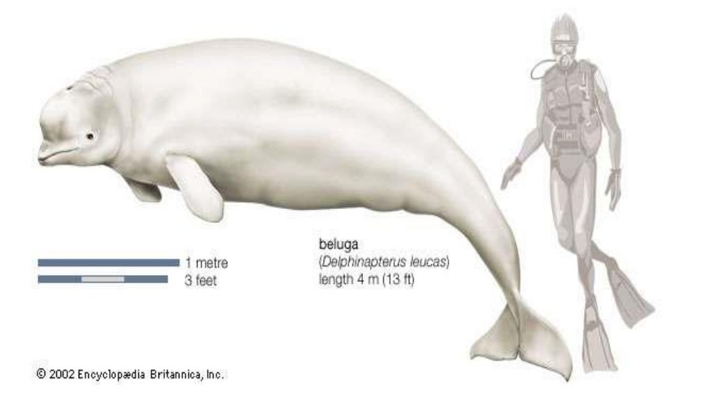 Beluga [autosaved]