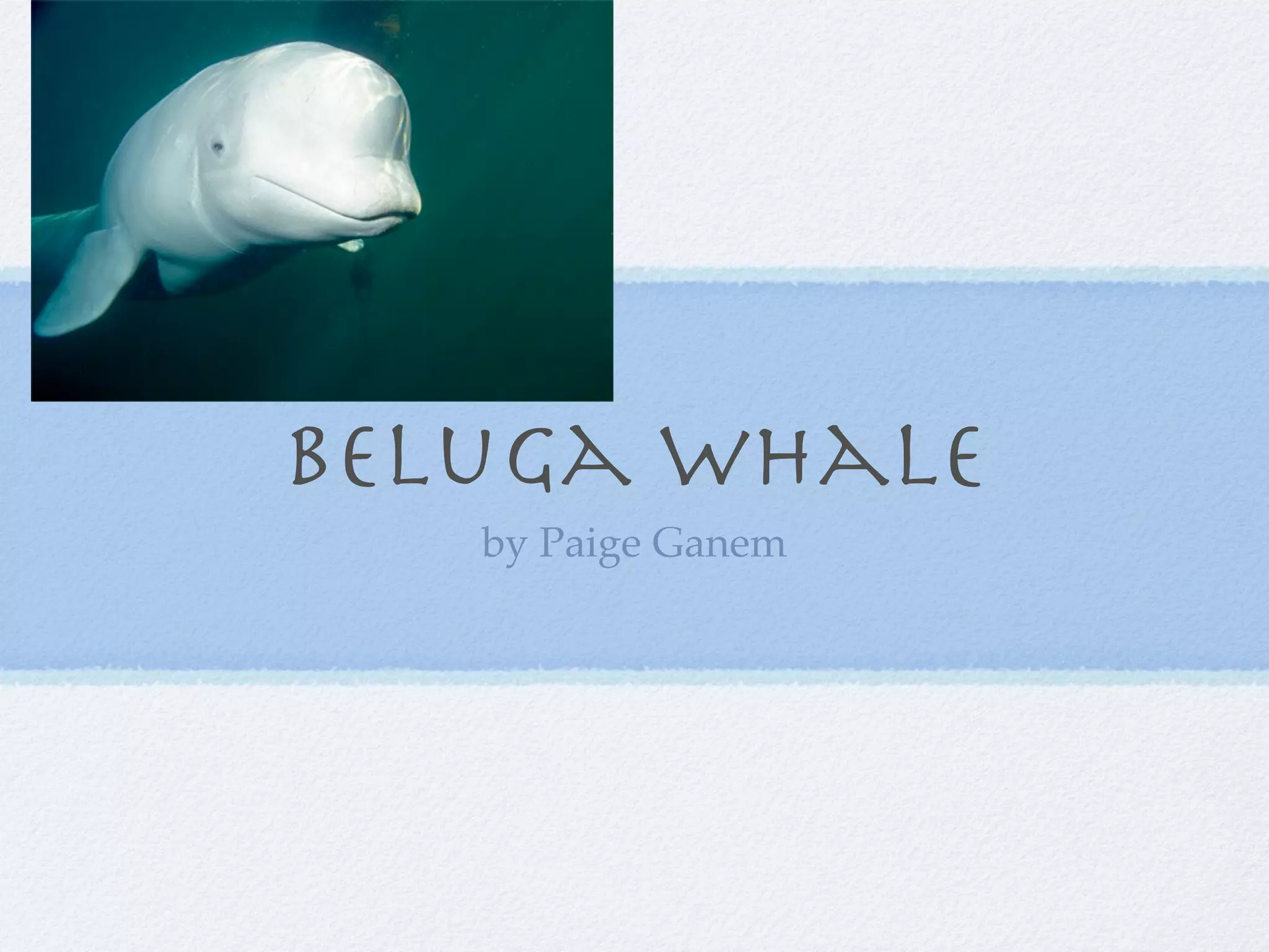 Beluga Whale | PPT
