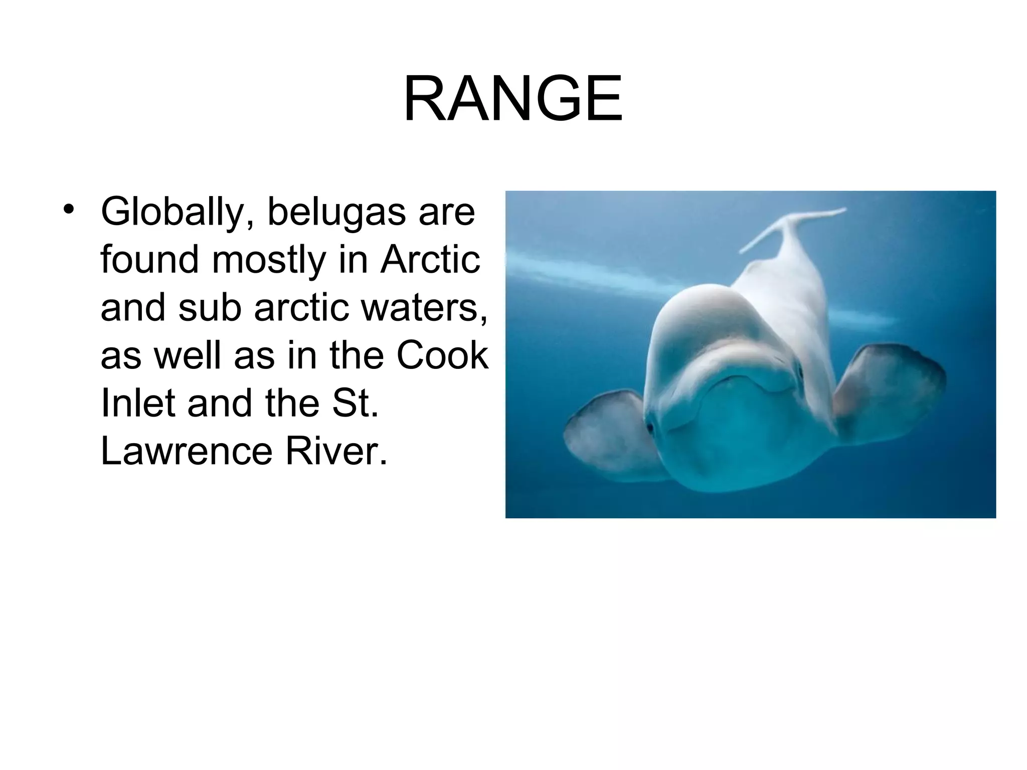 Beluga whale | PPT