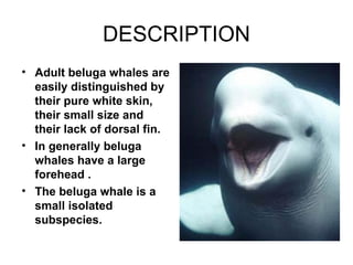 Beluga whale | PPT
