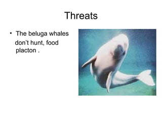 Beluga whale | PPT
