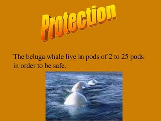 Beluga Whale by Sunny | PPTX