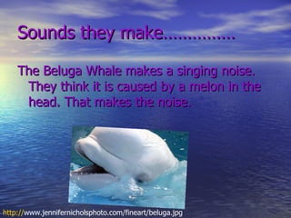 Beluga Whales | PPT
