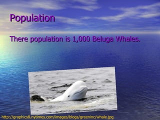 Beluga Whales | PPT