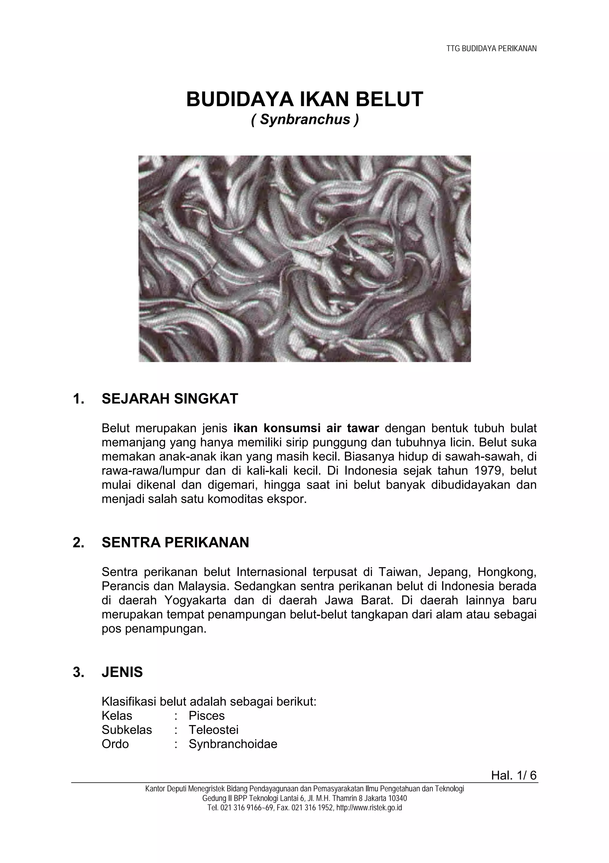 Analisa Bisnis Budidaya Belut | PDF