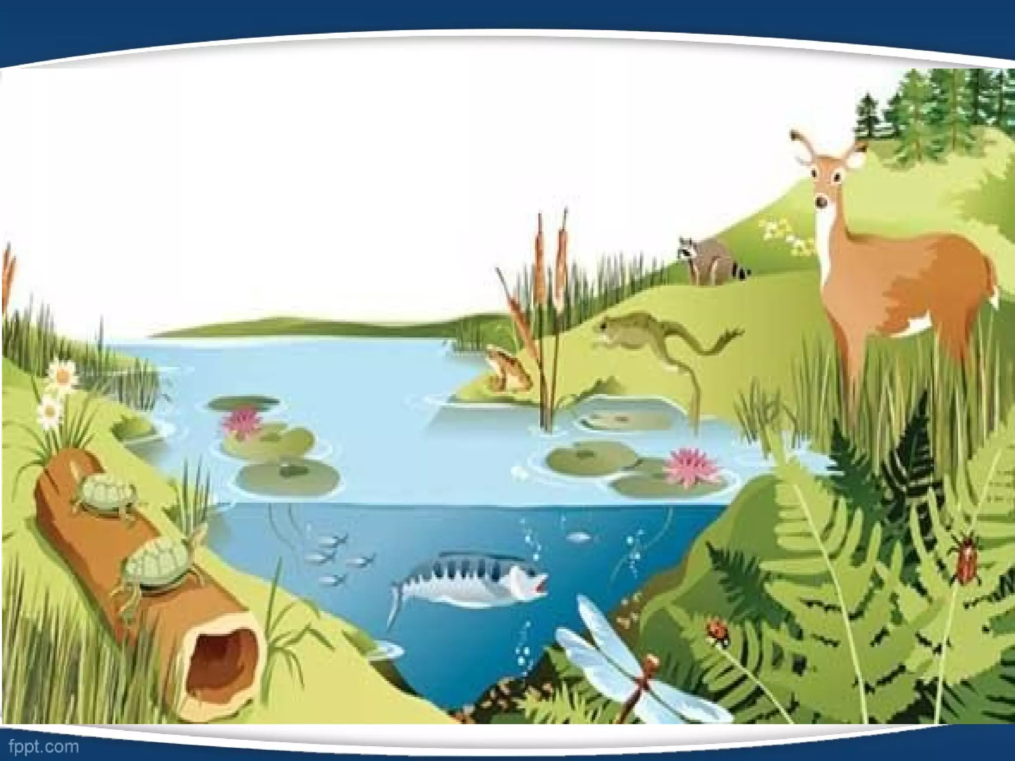 Development and Evolution of Ecosystem | PPT