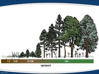 Development and Evolution of Ecosystem | PPT