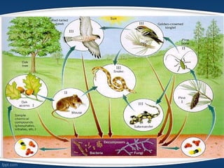 Development and Evolution of Ecosystem | PPT