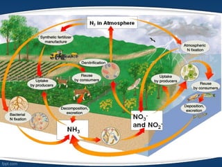 Development and Evolution of Ecosystem | PPT