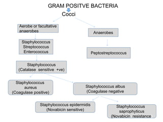 Media preparation, culture of bacteria and various agar. | PDF