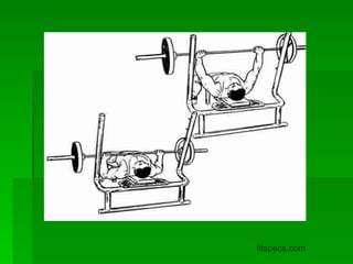 Bench Press | PPT