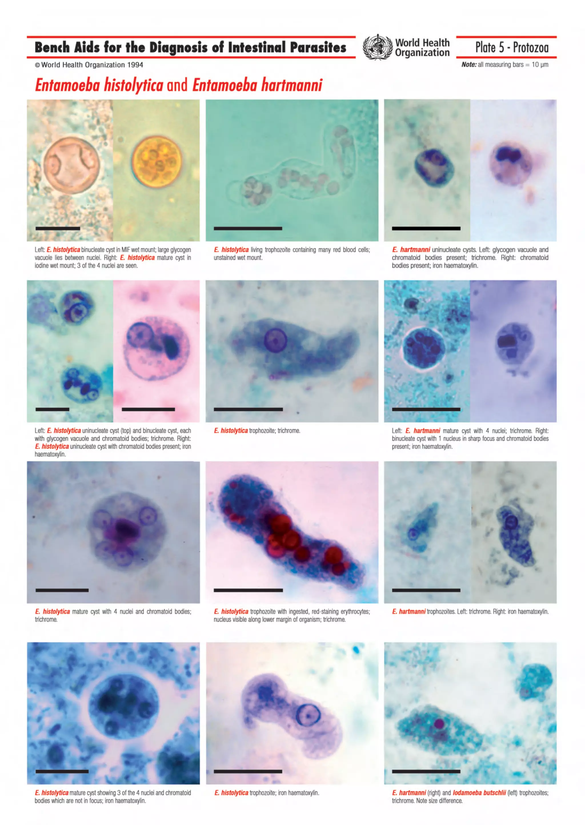 bench aids for the diagnosis of intestinal parasites1.pdf