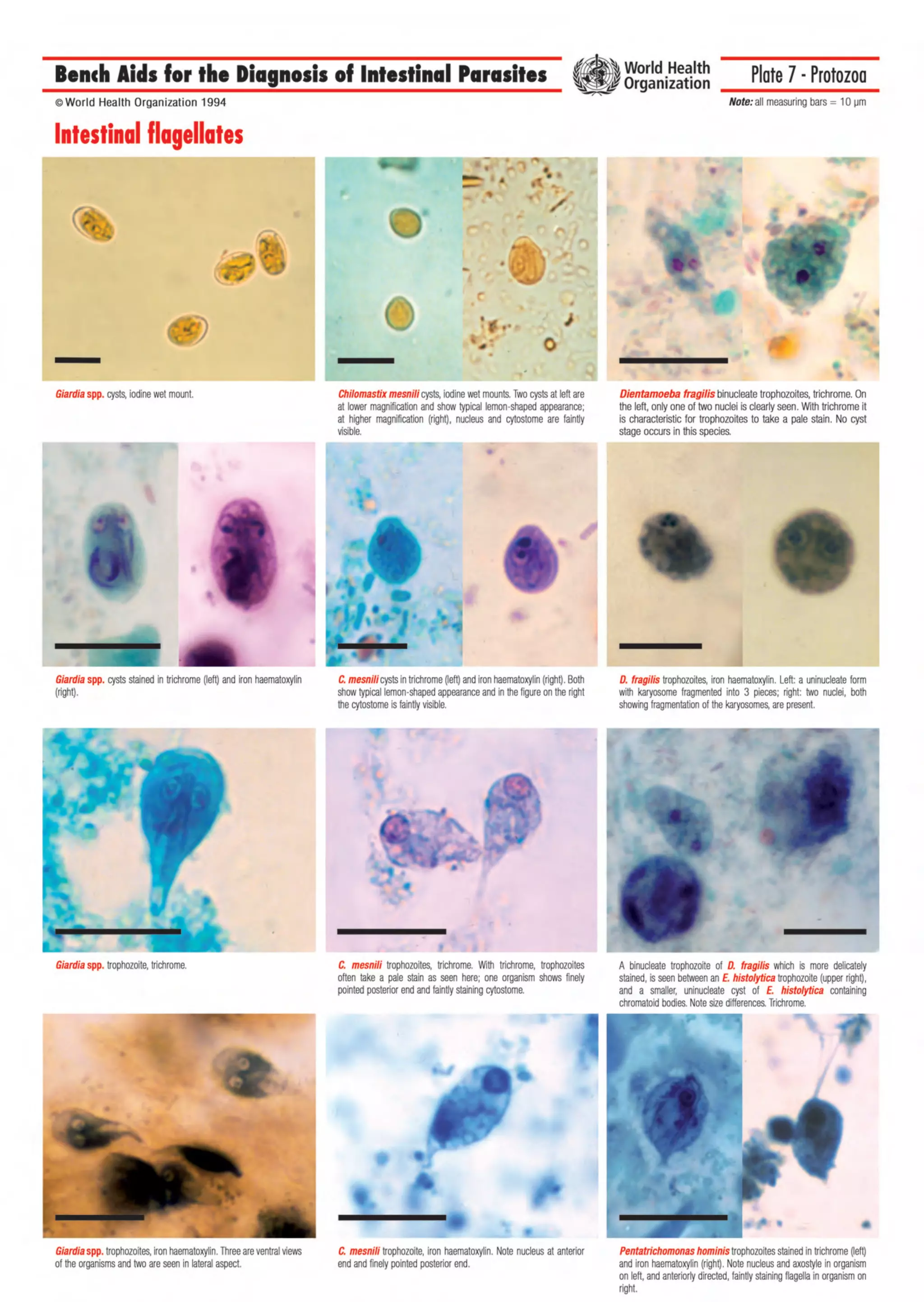 bench aids for the diagnosis of intestinal parasites1.pdf