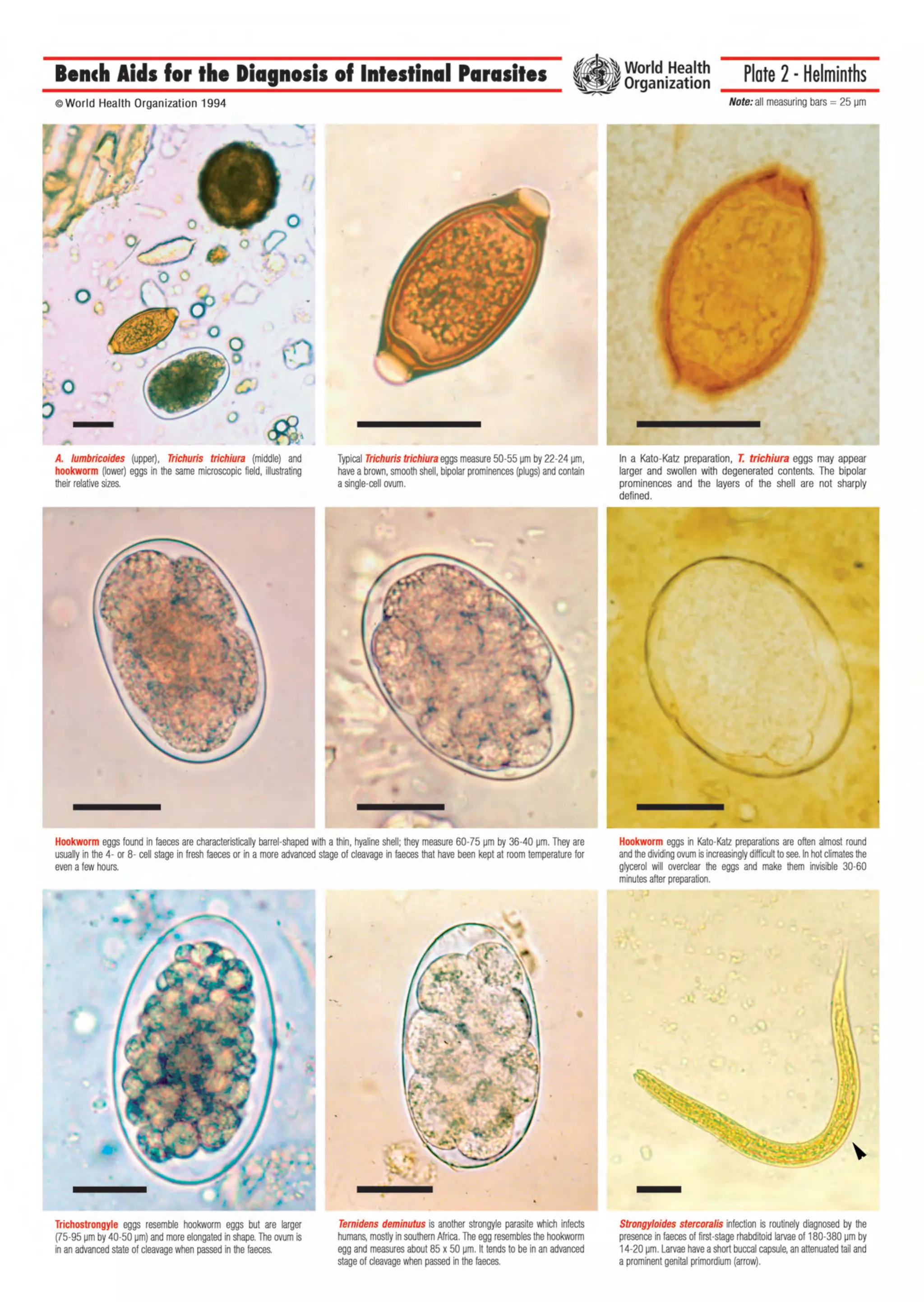bench aids for the diagnosis of intestinal parasites1.pdf