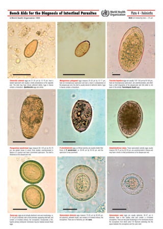 bench aids for the diagnosis of intestinal parasites1.pdf