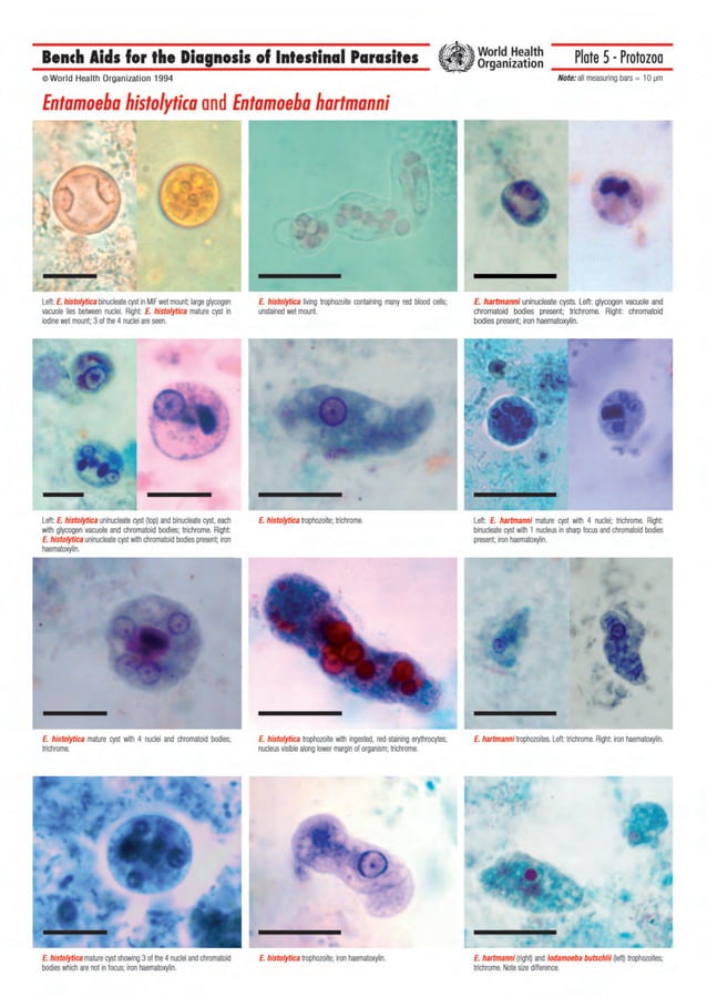 bench aids for the diagnosis of intestinal parasites1.pdf