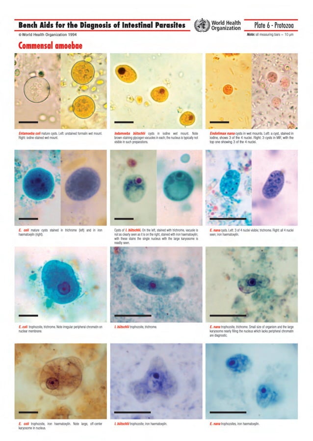 bench aids for the diagnosis of intestinal parasites1.pdf