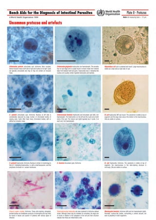 bench aids for the diagnosis of intestinal parasites1.pdf