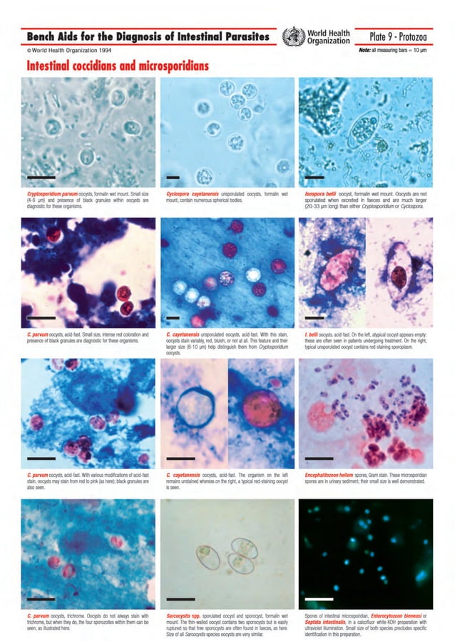 bench aids for the diagnosis of intestinal parasites1.pdf