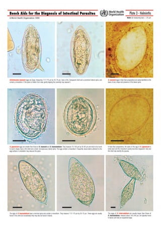 bench aids for the diagnosis of intestinal parasites1.pdf